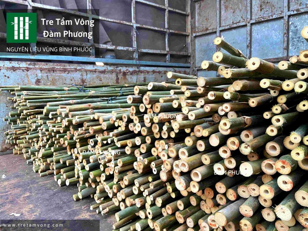 Cây tre là gì? Tìm hiểu khái niệm và đặc điểm của cây tre